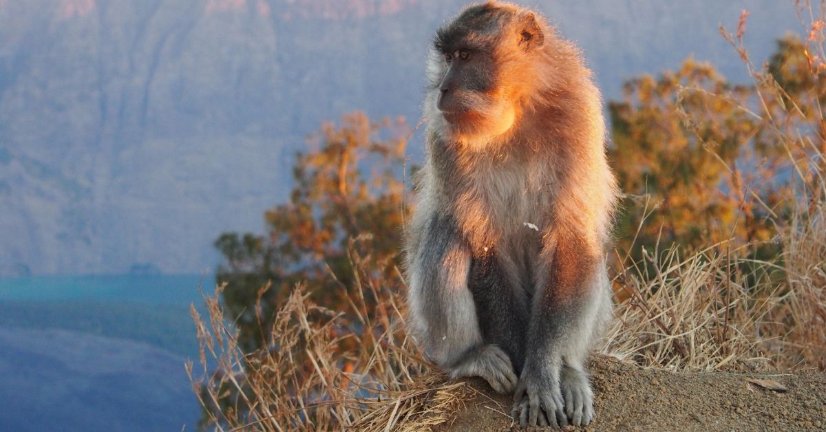 Senaru Crater Rim Tour: Stunning Trek to Mt Rinjani Crater