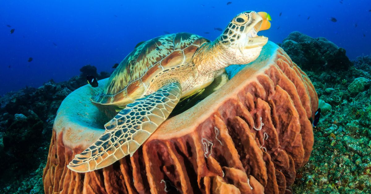 Divine Divers: Gili Islands Diving at its best!